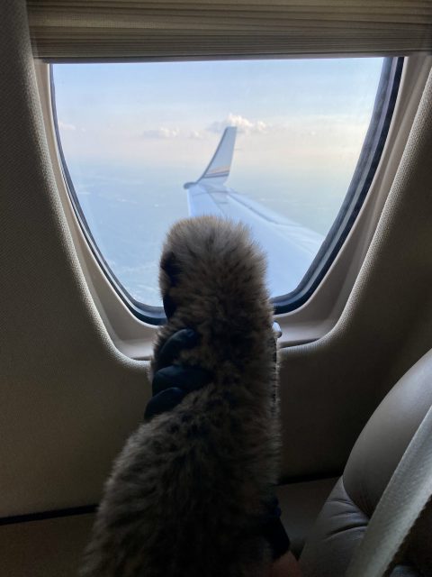 Featured Mission – December 2024 - LightHawk